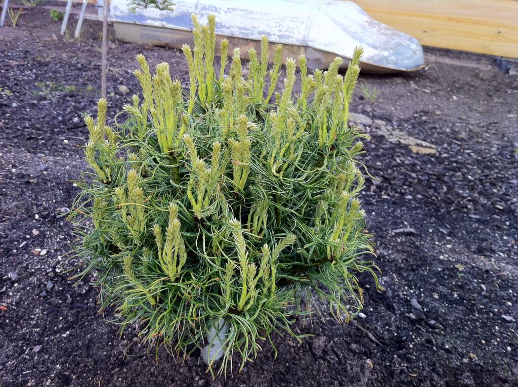 Pinus strobus 'Tiny Curls' - Herman Geers