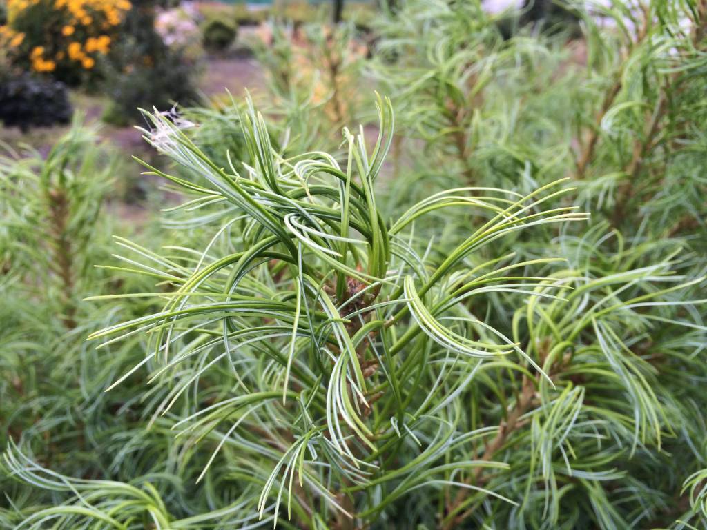 Pinus strobus 'Tiny Curls' - Herman Geers