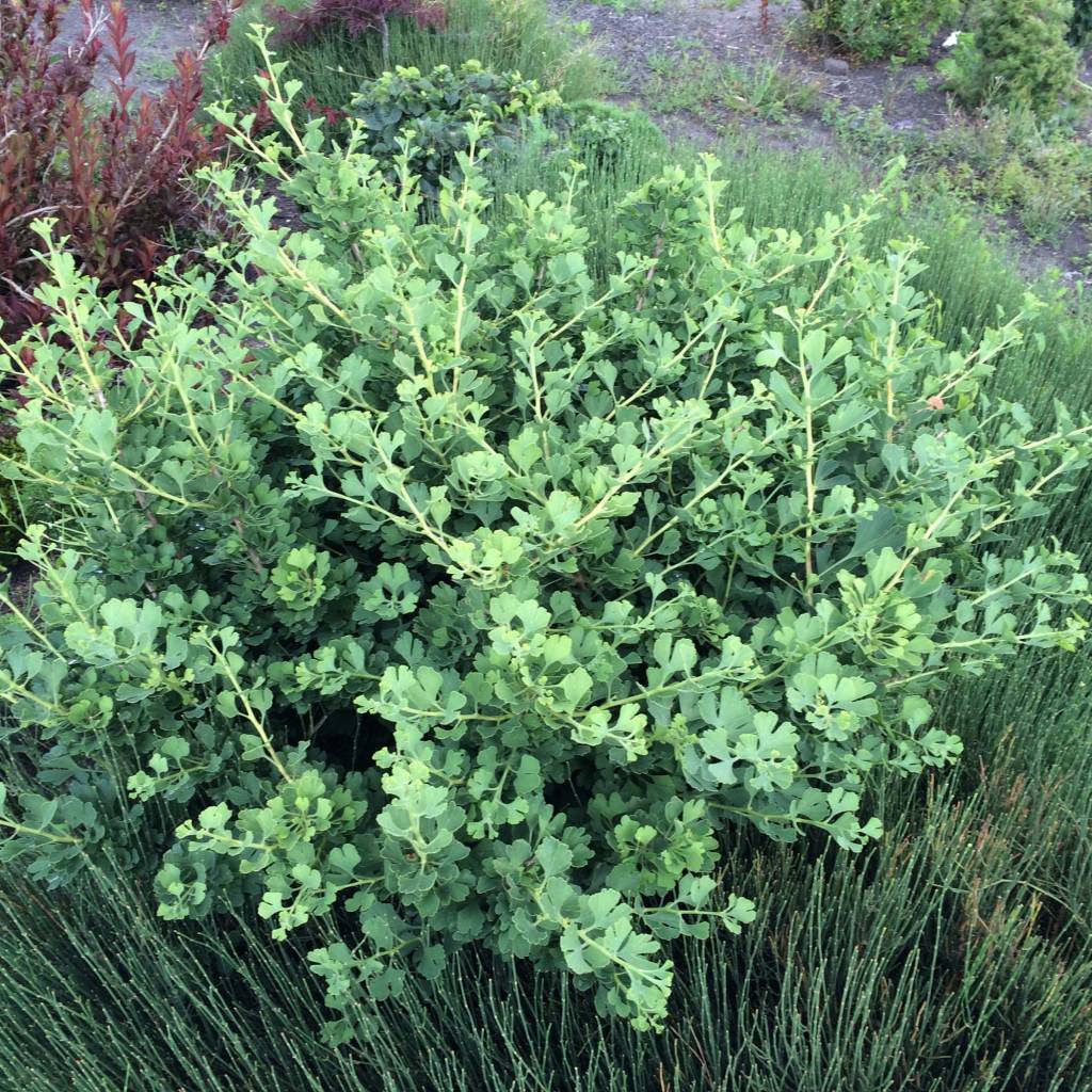 Ginkgo biloba 'Baldii' - Herman Geers
