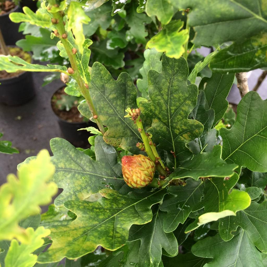 Quercus robur 'Menhir' - Herman Geers