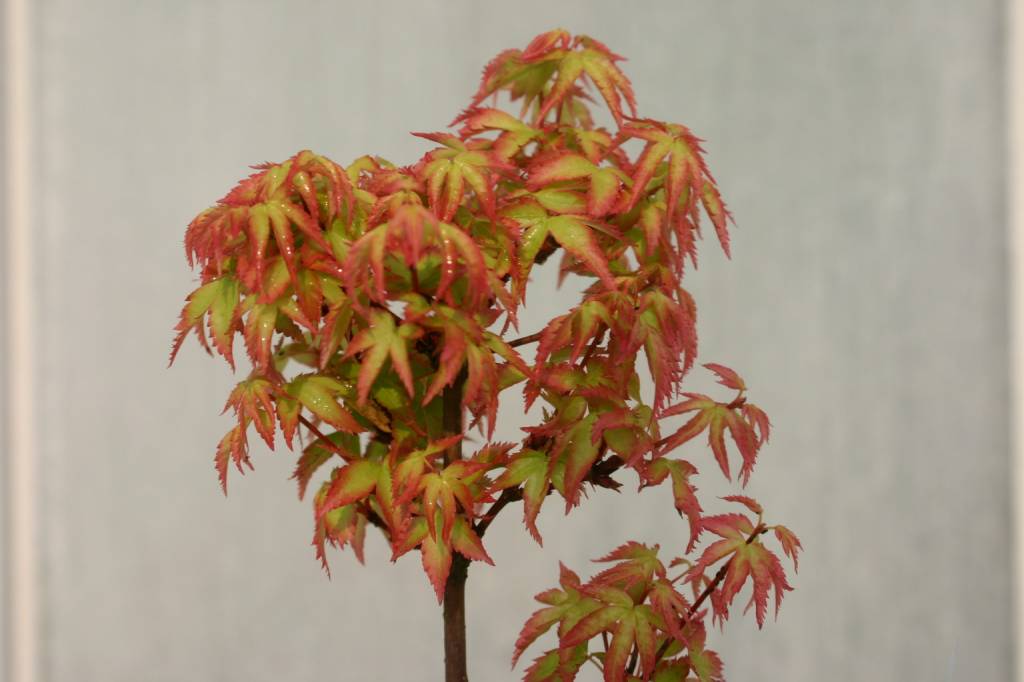 Acer palmatum 'Little Princess' - Herman Geers