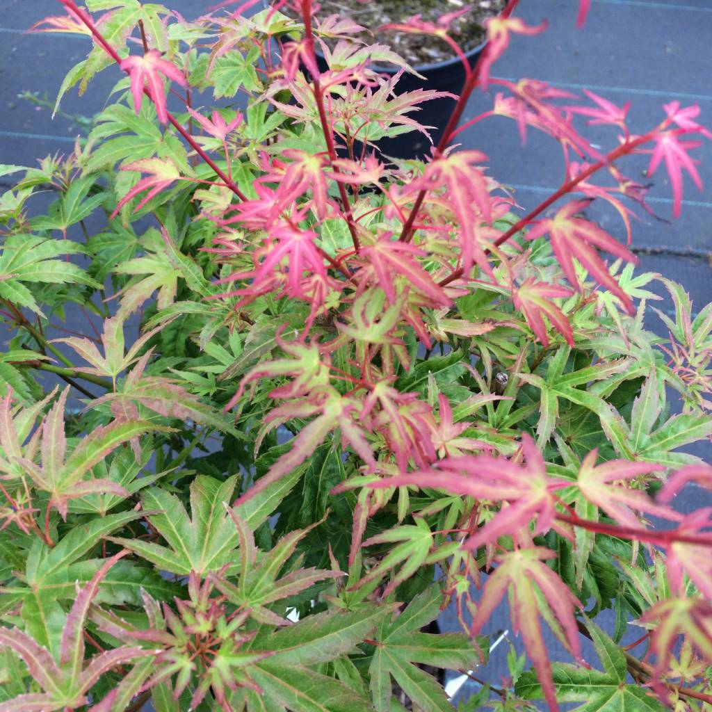 Acer palmatum 'Wilson's Pink Dwarf' - Herman Geers