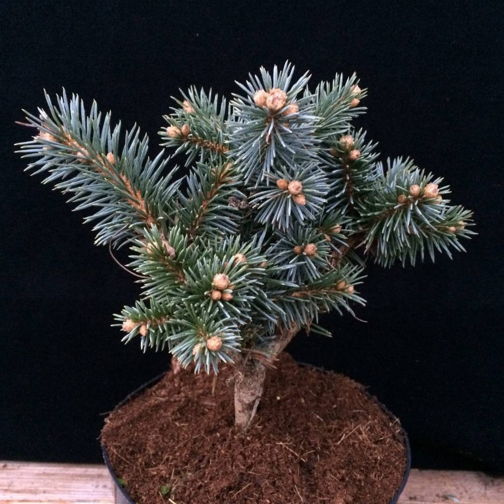 Picea pungens 'Horstmann' - Herman Geers