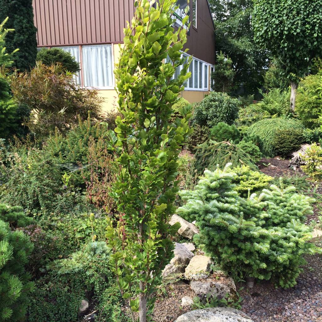 Fagus sylvatica 'Callista' - Herman Geers