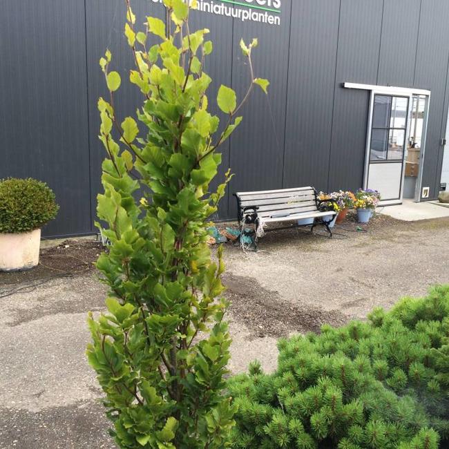 Fagus sylvatica 'Callista' - Herman Geers