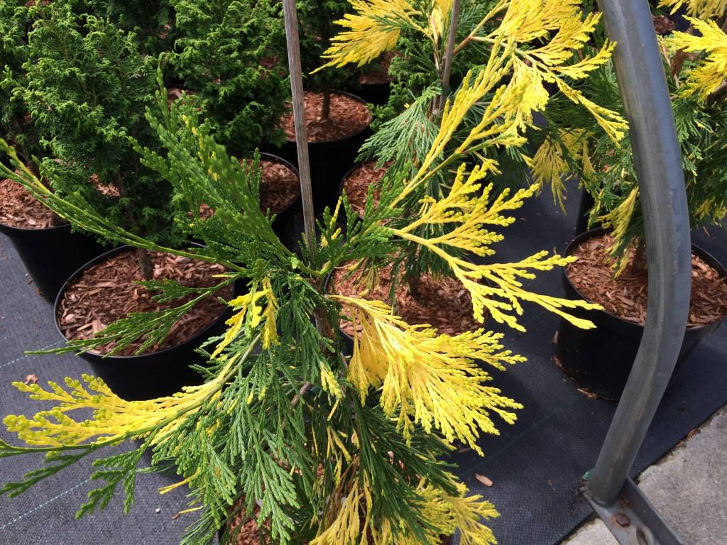 Calocedrus decurrens 'Aureavariegata' - Herman Geers