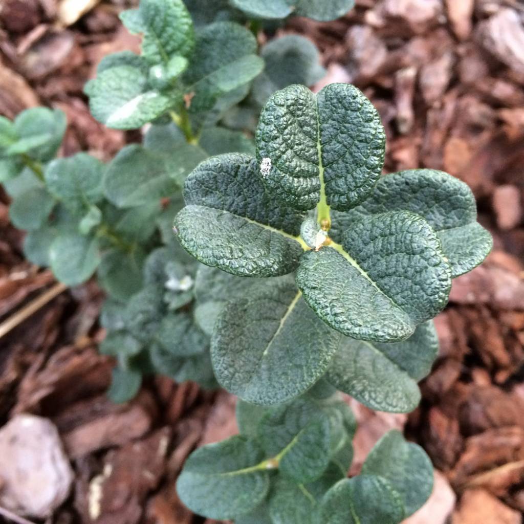 Salix 'Boydii' - Herman Geers
