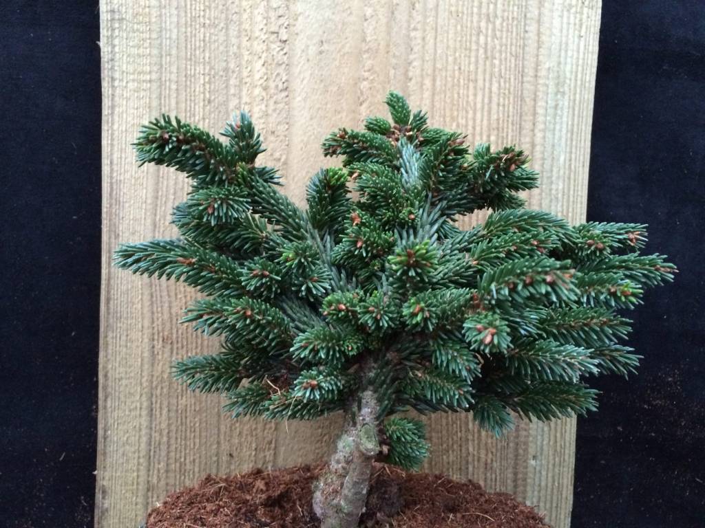 Picea orientalis 'Spring Grove' - Herman Geers