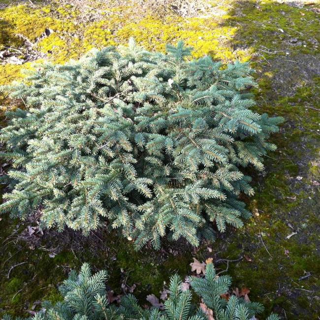 Picea engelmannii 'Thomschke' - Herman Geers