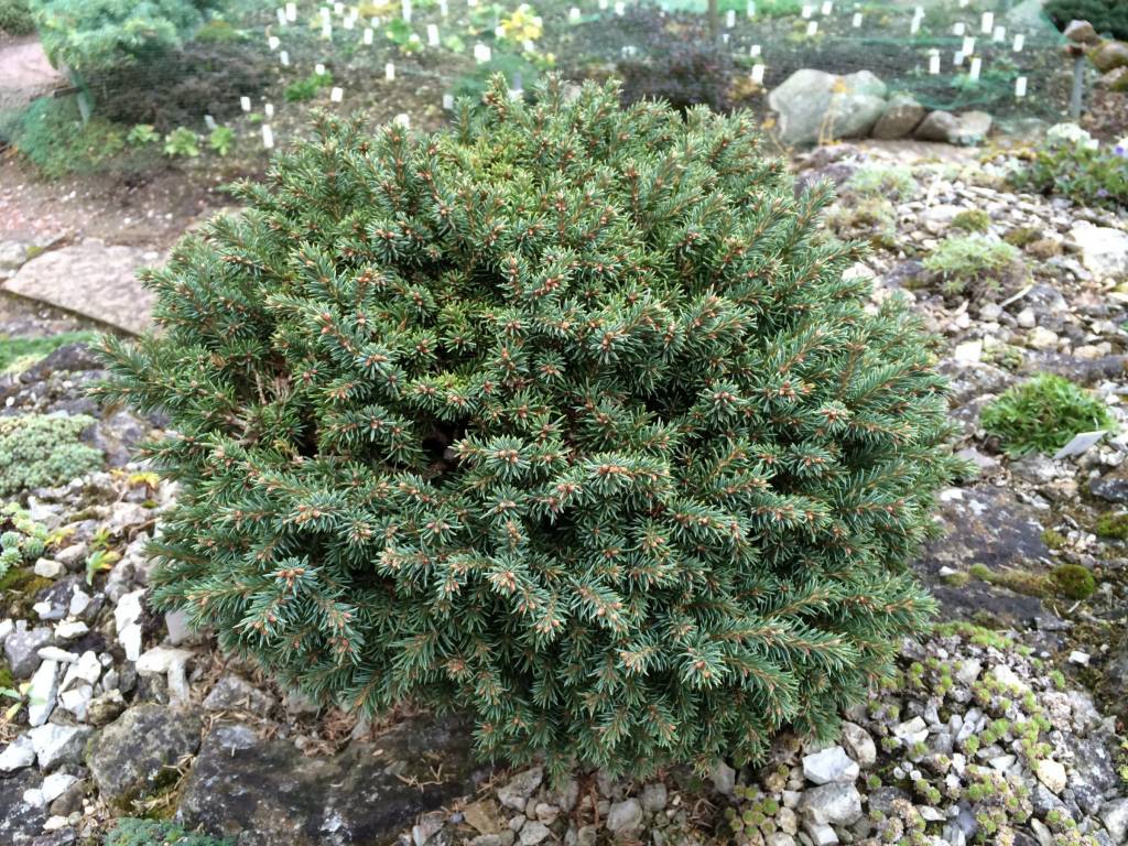 Picea obovata (asperata) 'Mongolei' - Herman Geers