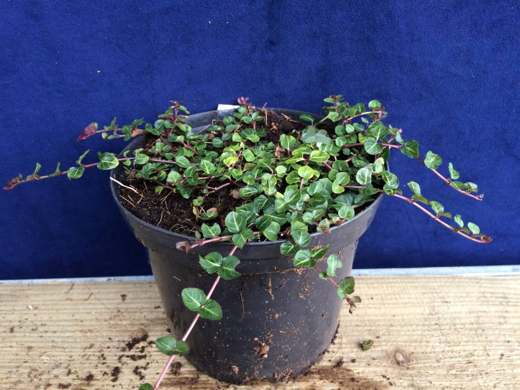 Mitchella repens - Herman Geers