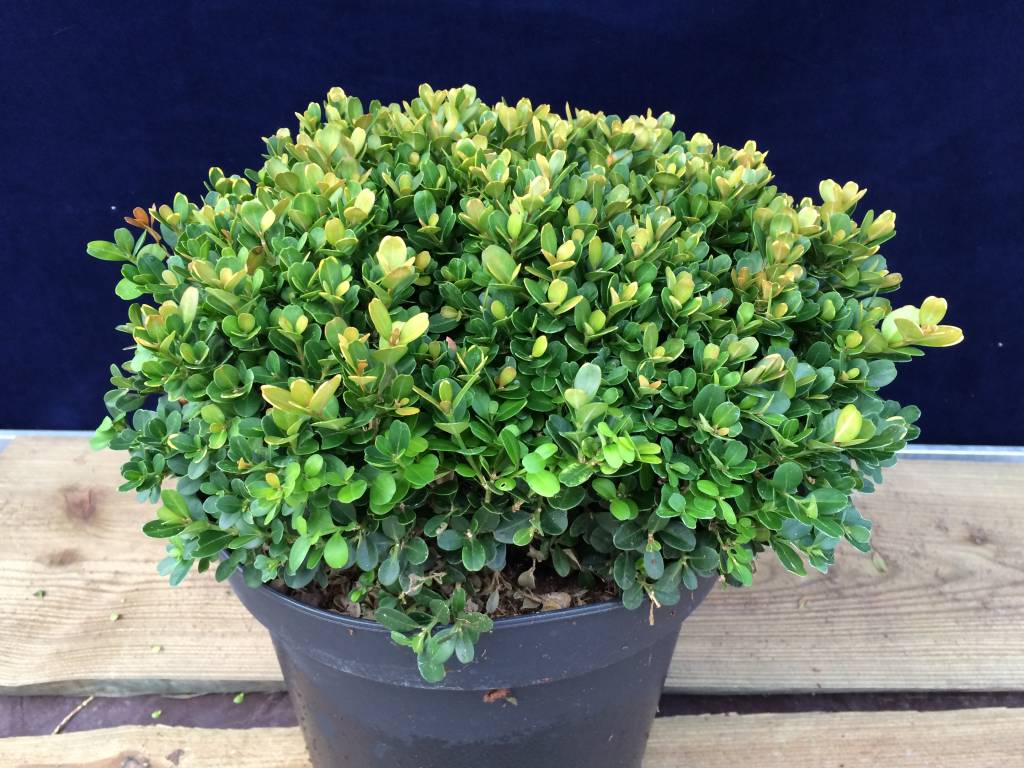 Buxus microphylla 'Morris Midget' - Herman Geers
