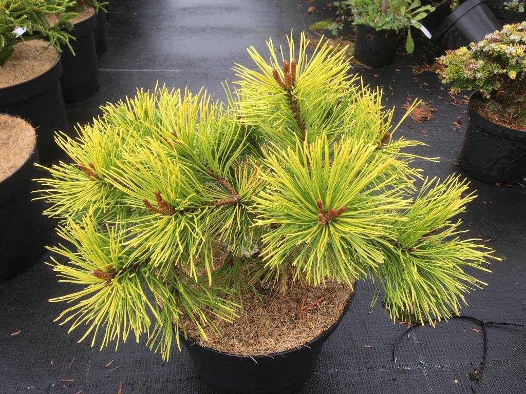 Pinus mugo 'Lemon' - Herman Geers