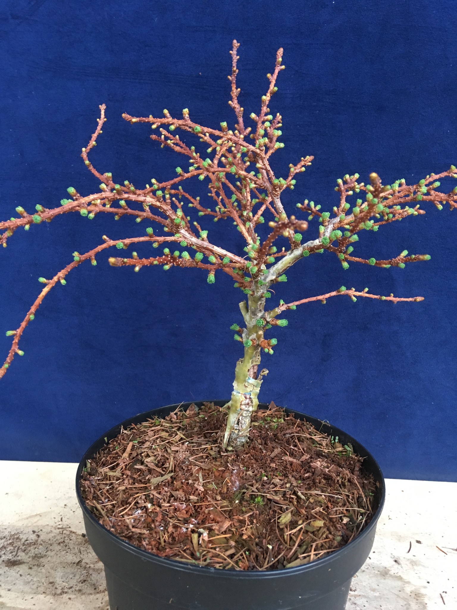 Larix decidua 'Little Bogle' - Herman Geers