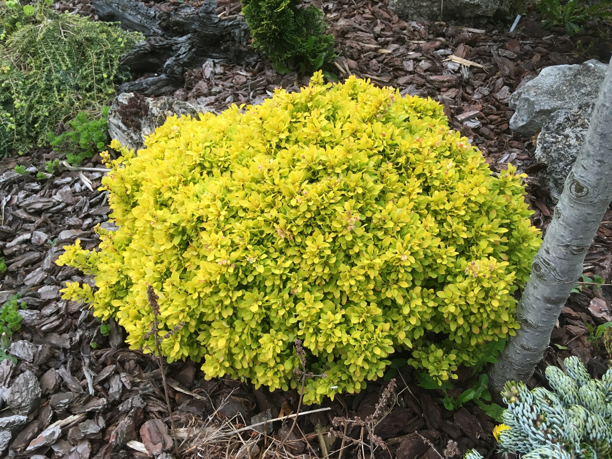 Berberis thunbergii 'Tiny Gold' - Herman Geers