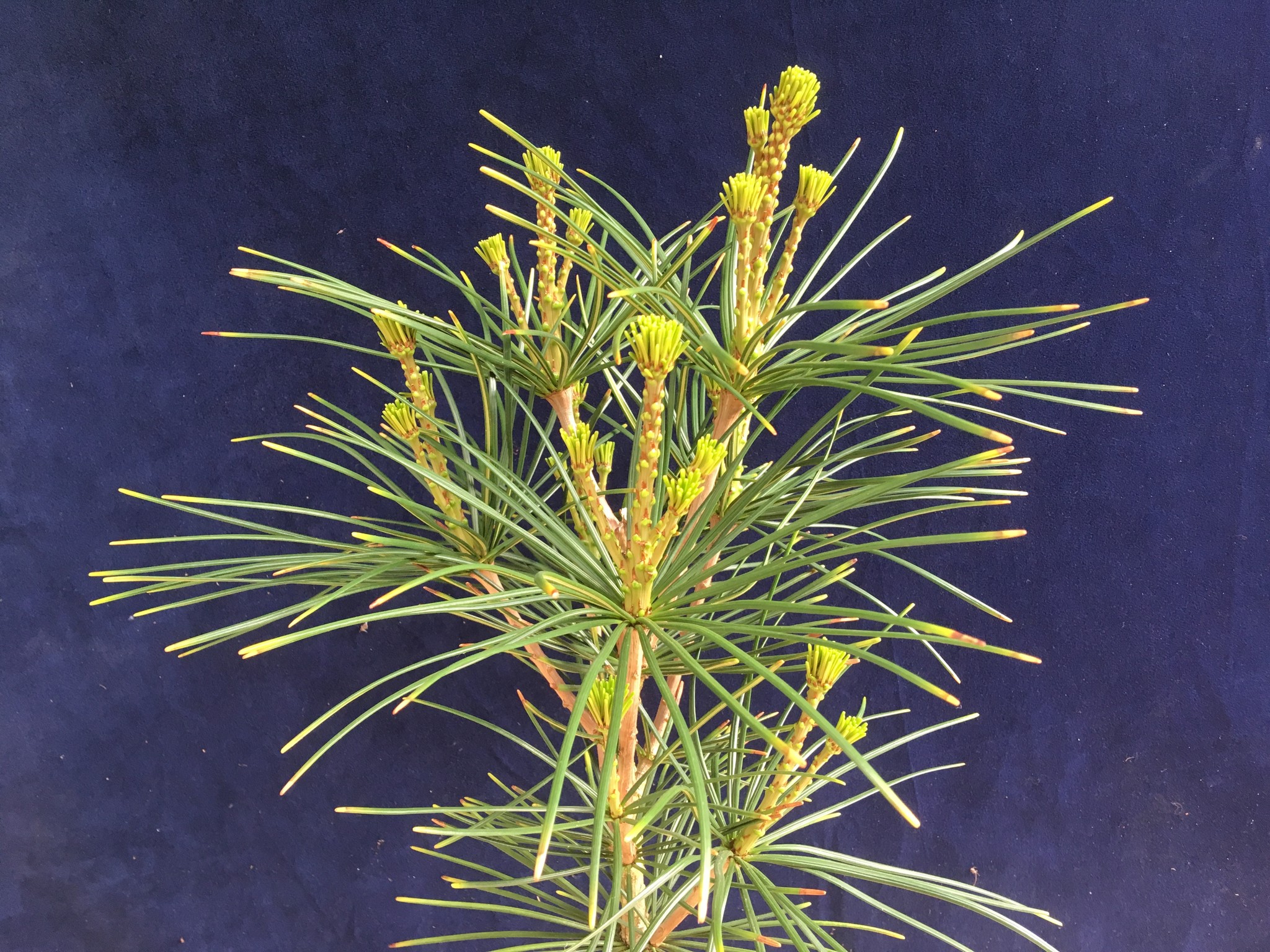 Sciadopitys verticillata 'Carstens' - Herman Geers