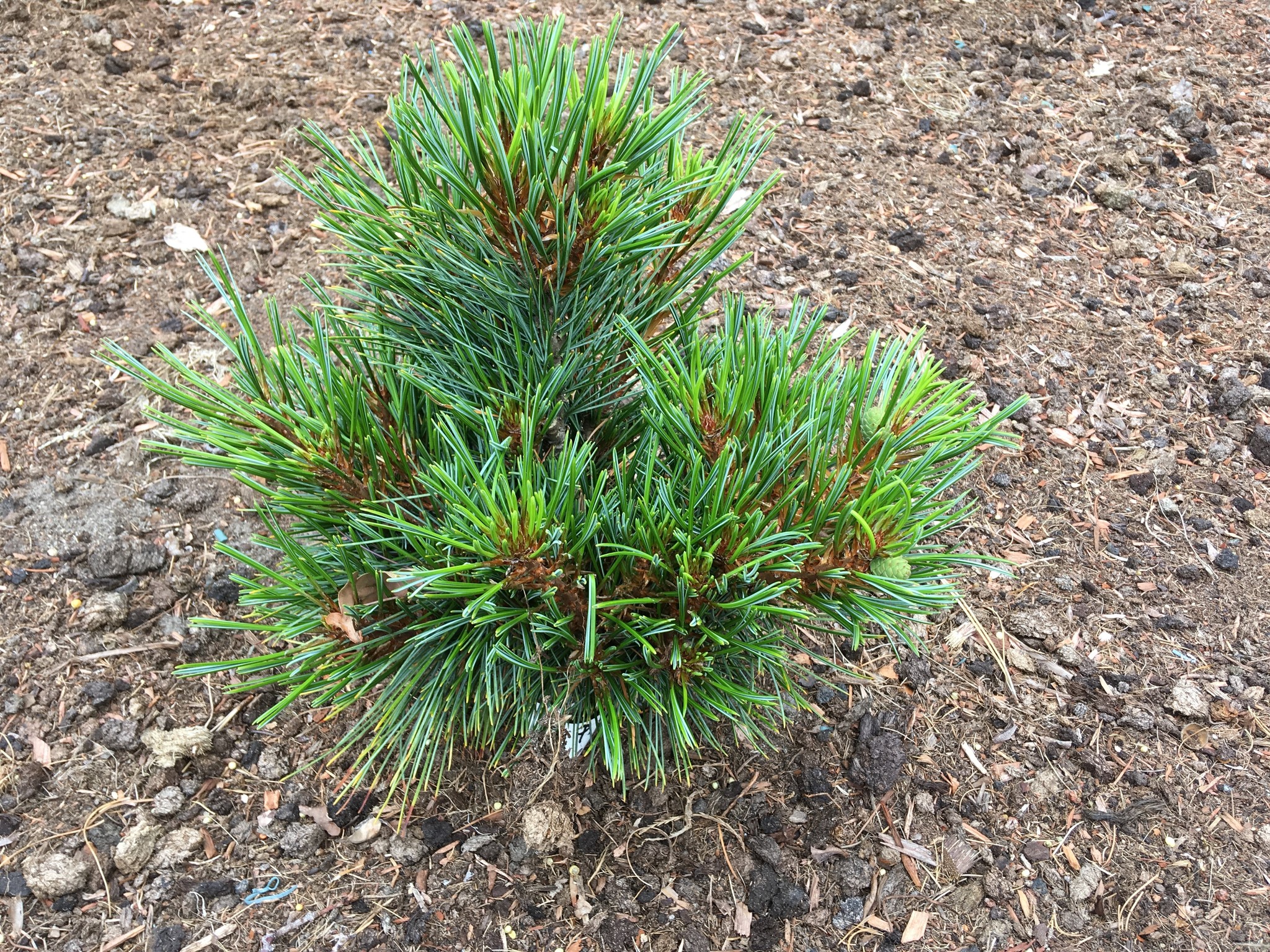 Pinus koraiensis 'China Boy' - Herman Geers