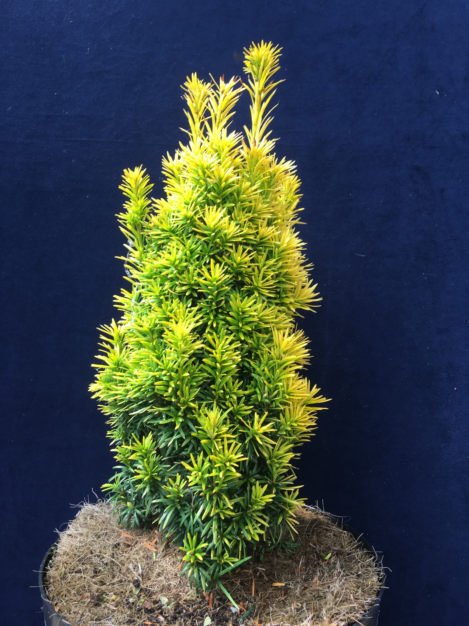 Taxus baccata 'Standishii' - Herman Geers