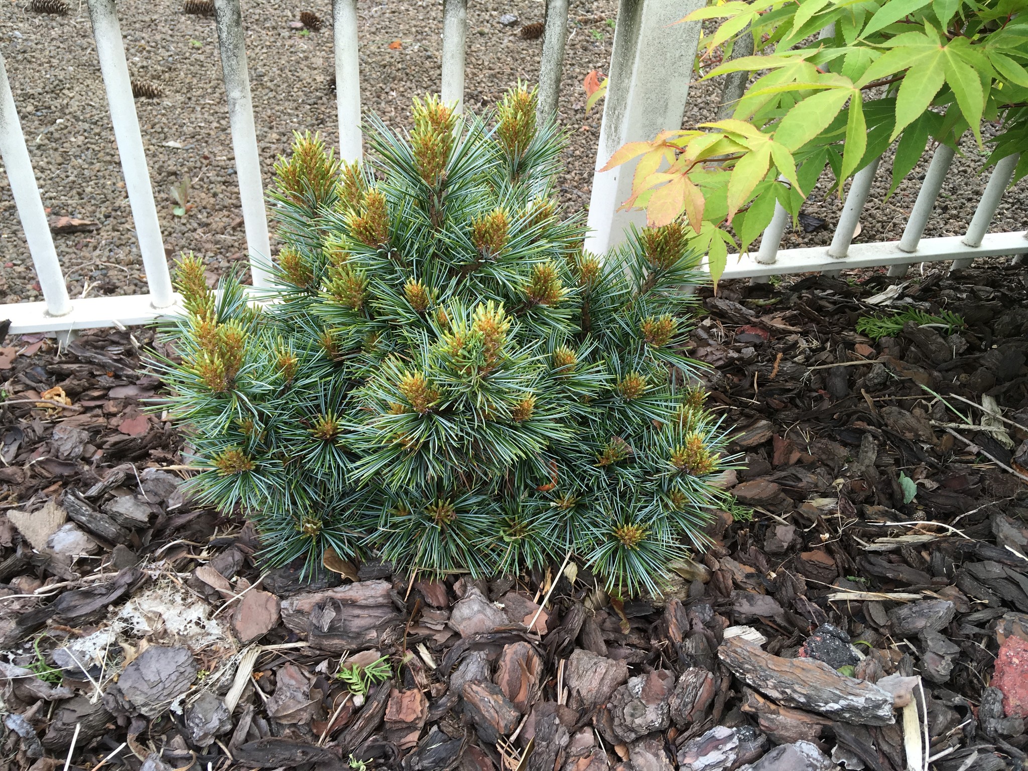 Pinus koraiensis 'Blue Ball' - Herman Geers