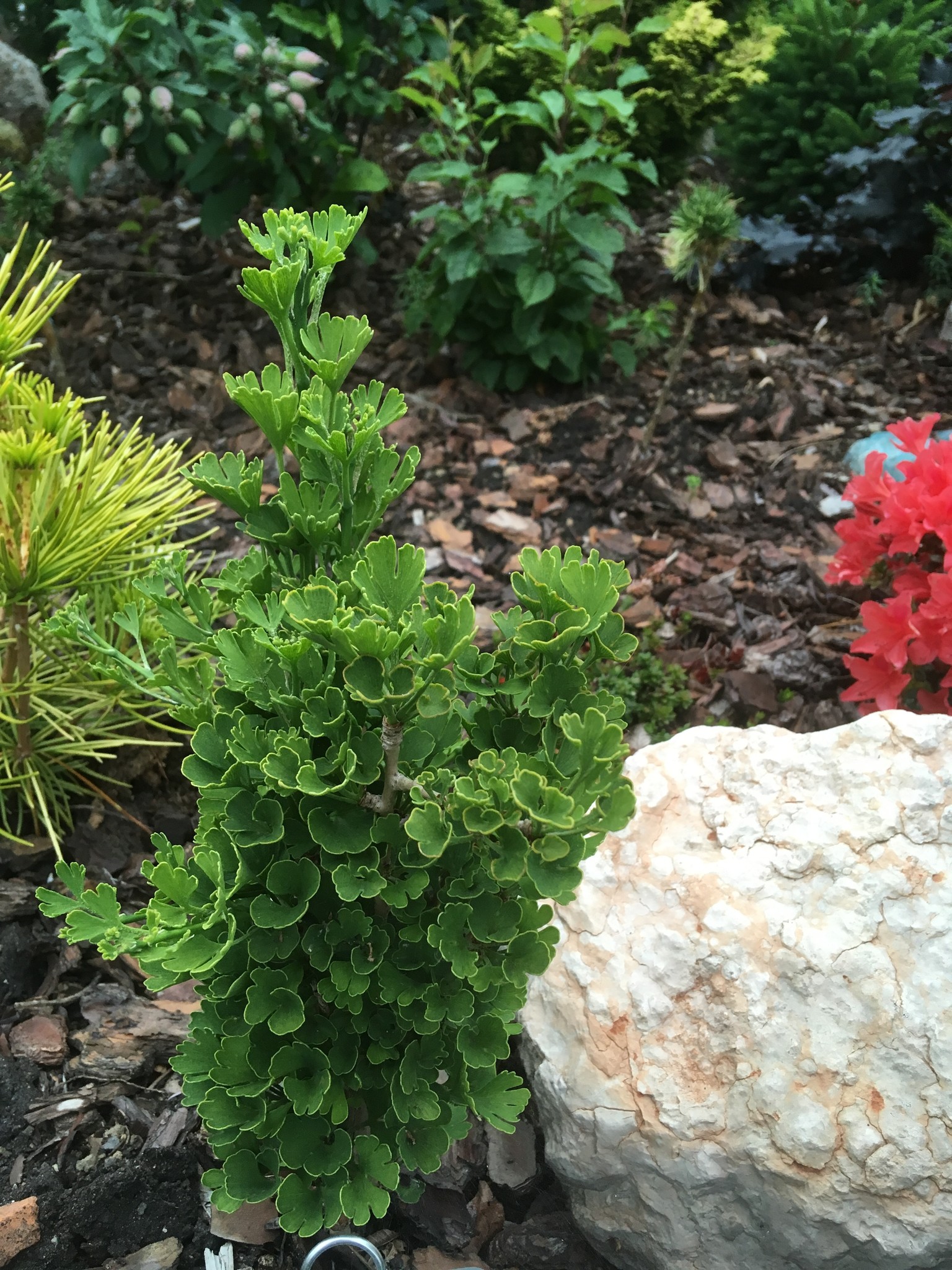 Ginkgo biloba 'Little Joe' - Herman Geers