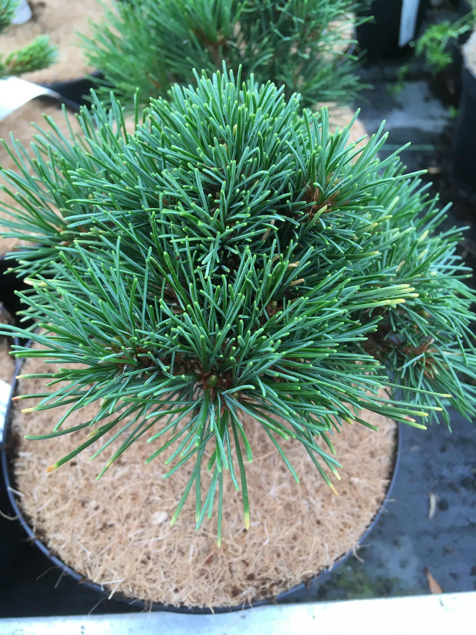 Pinus peuce 'Daniël' - Herman Geers