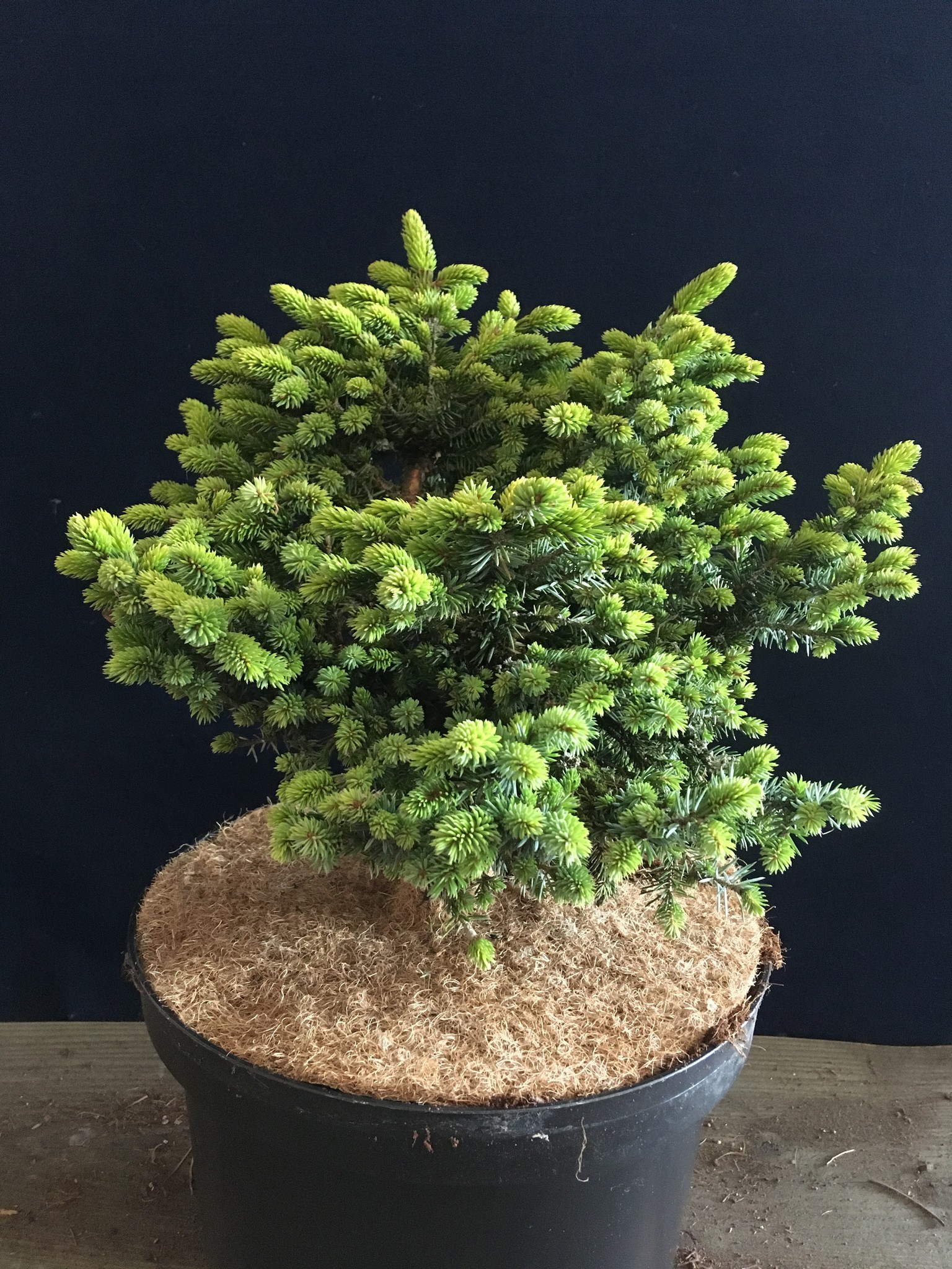 Picea omorika 'Pimoko' - Herman Geers