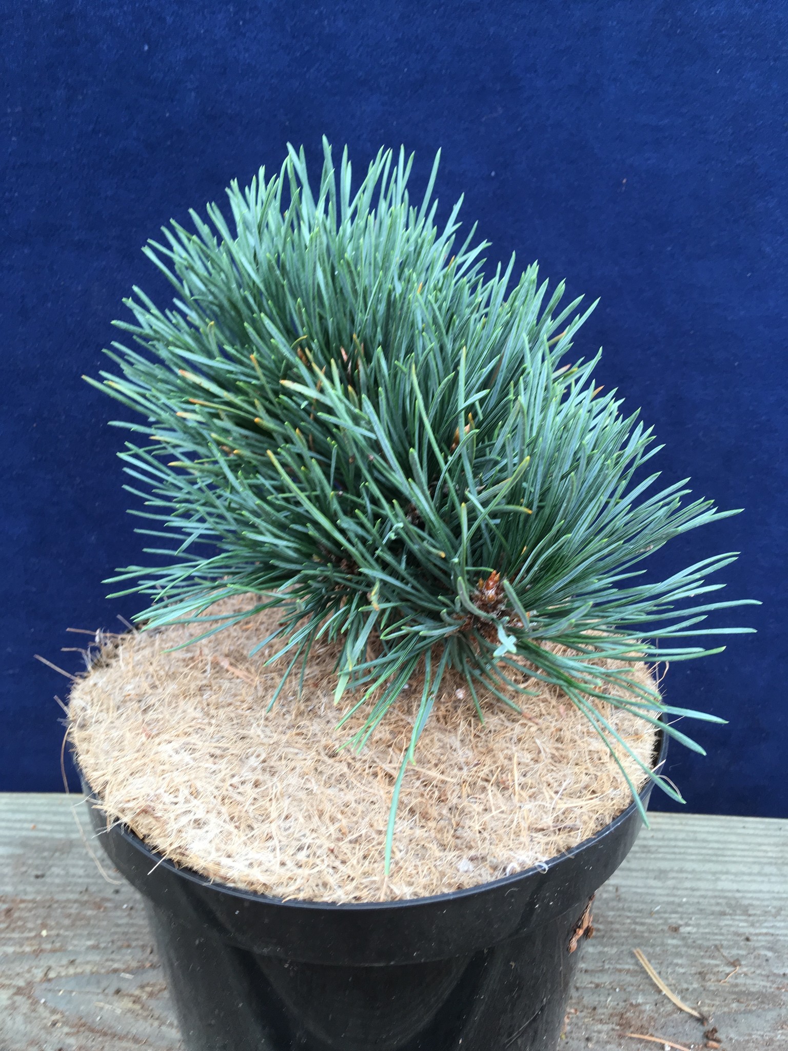 Pinus sylvestris 'Bennett Compact' - Herman Geers