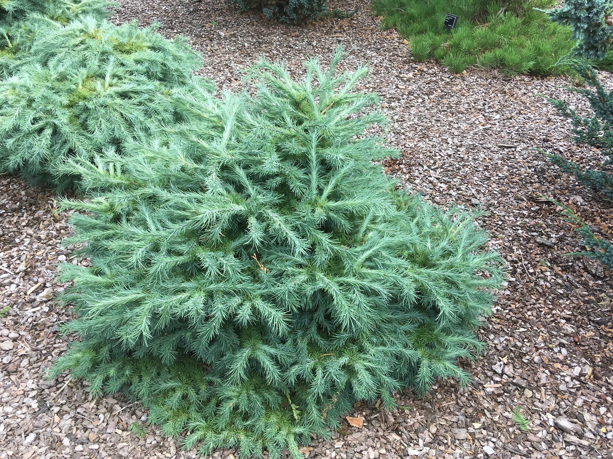 Larix kaempferi 'Blue Dwarf' - Herman Geers