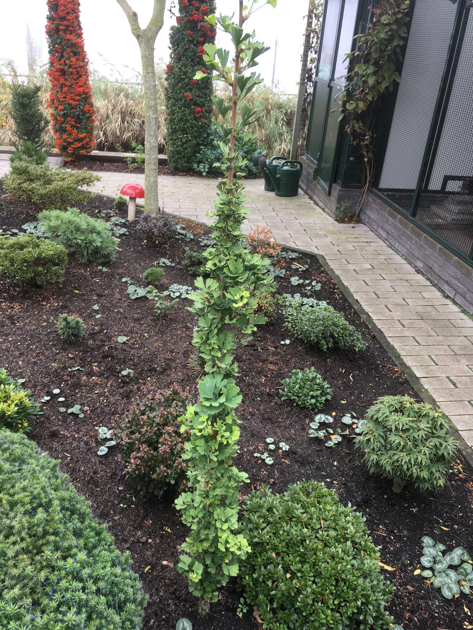 Ginkgo biloba 'Little Joe' - Herman Geers