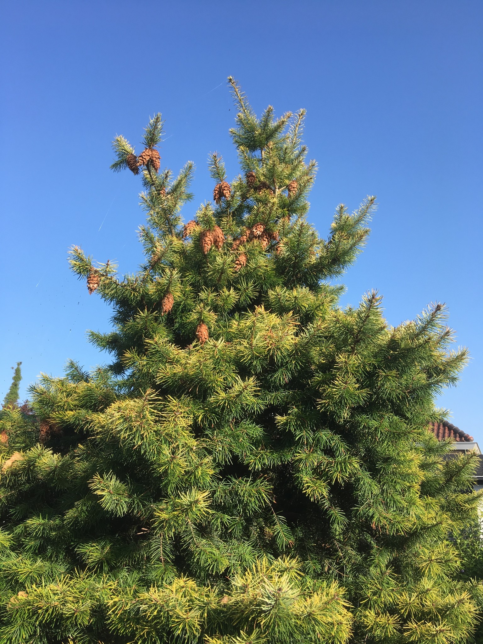 Pseudotsuga menziesii 'Uwe's Golden' - Herman Geers
