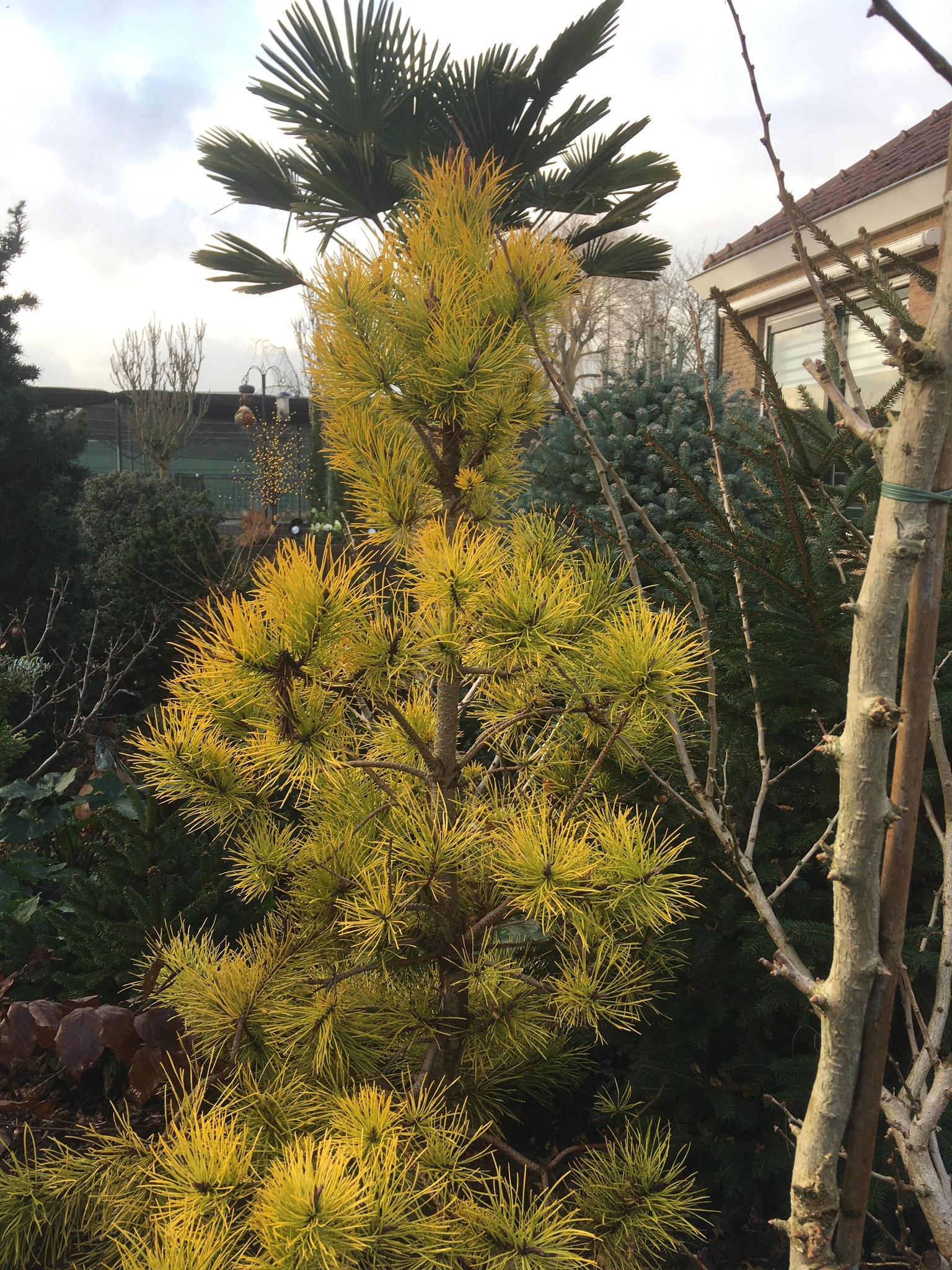 Pinus contorta 'Chief Joseph' - Herman Geers