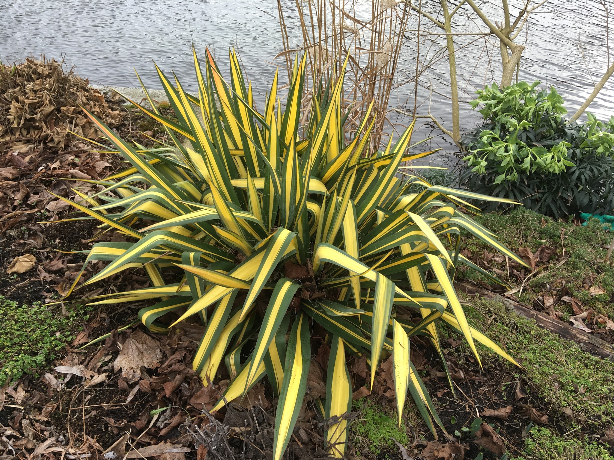 Yucca filamentosa 'Color Guard' - Herman Geers