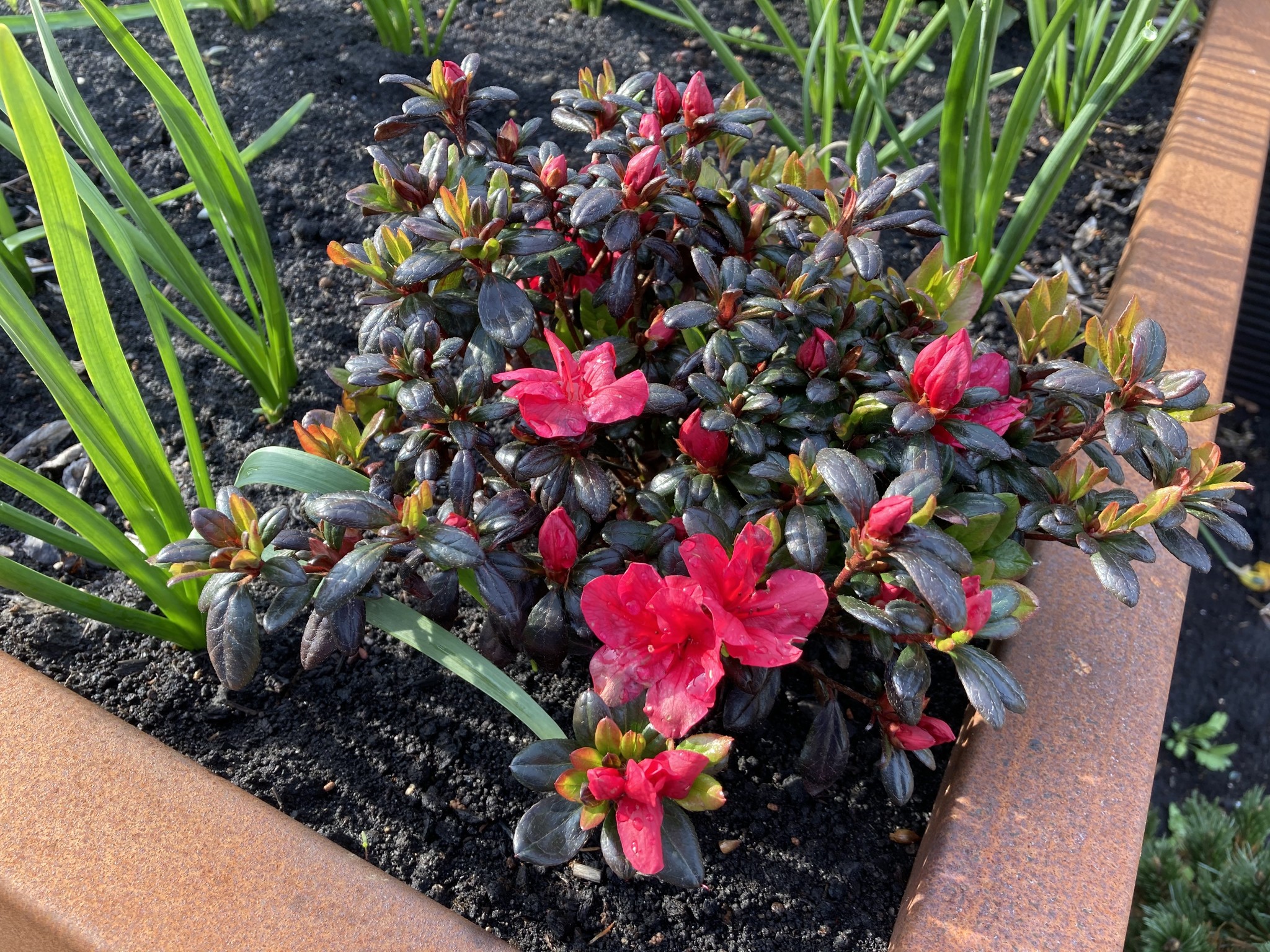 Rhododendron obtusum 'Maruschka' - Herman Geers