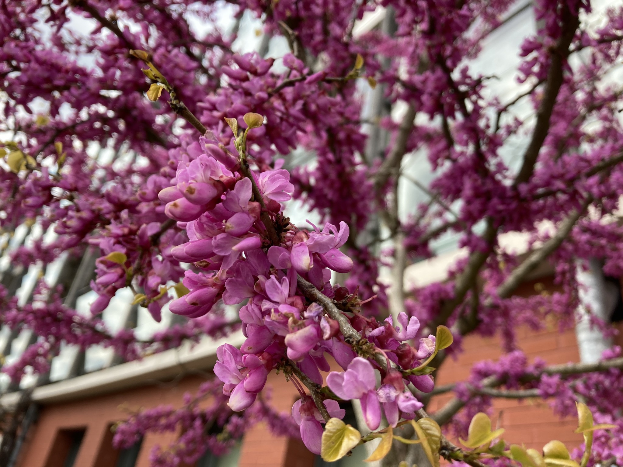 Cercis canadensis 'Merlot' - Herman Geers