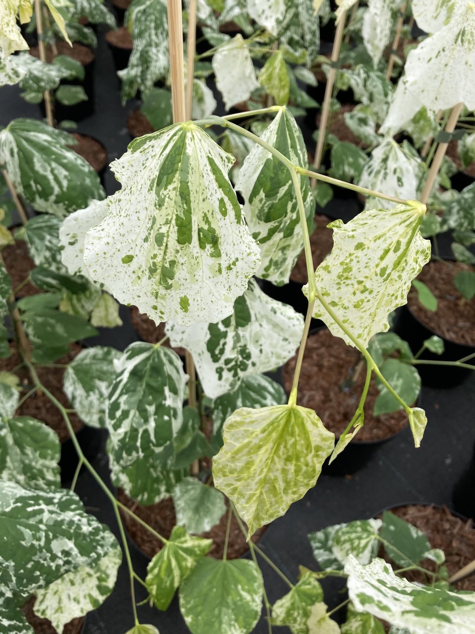 Cercis canadensis 'Alley Cat' - Herman Geers