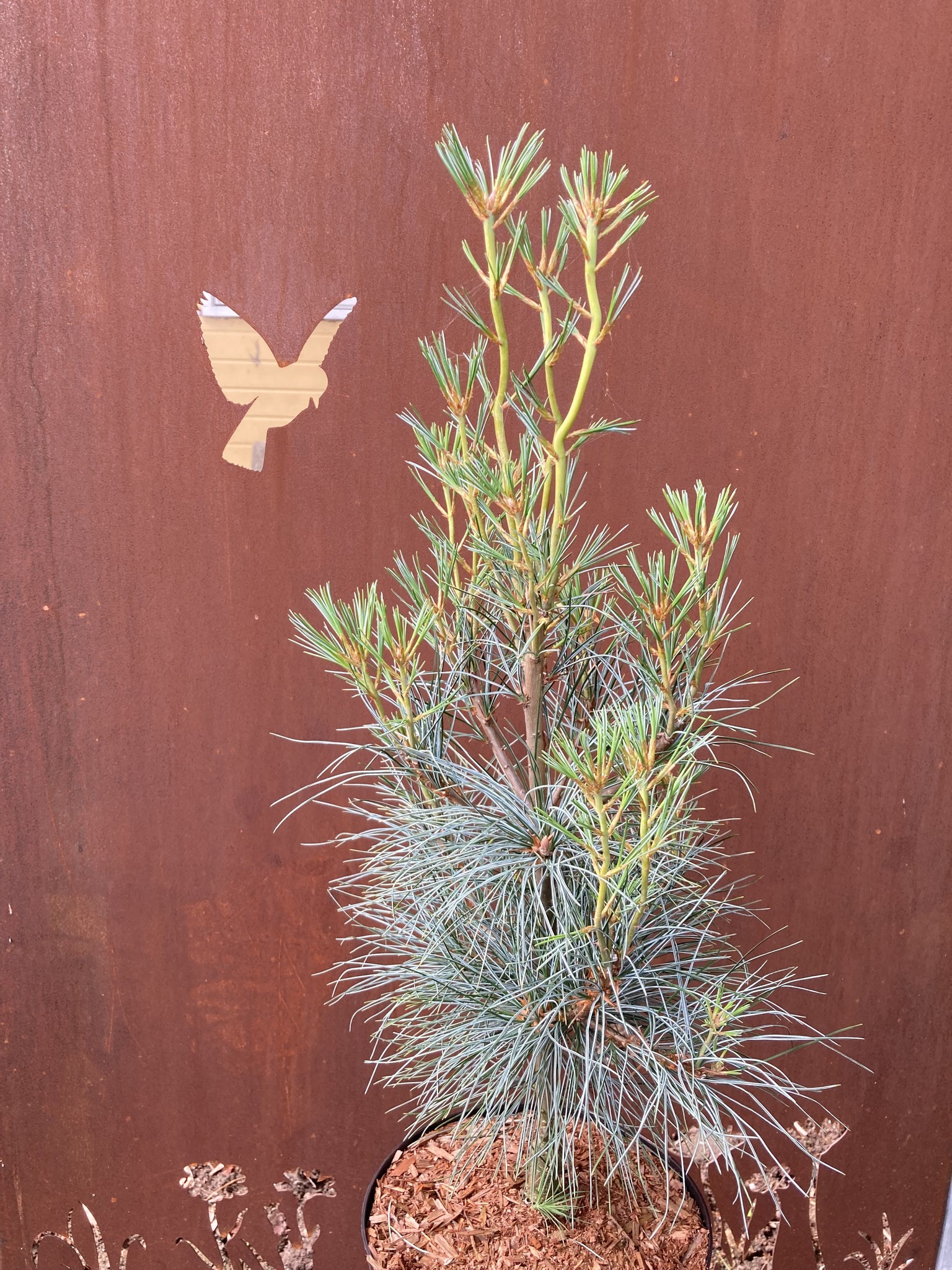 Pinus strobus 'Blue Clovers' - Herman Geers