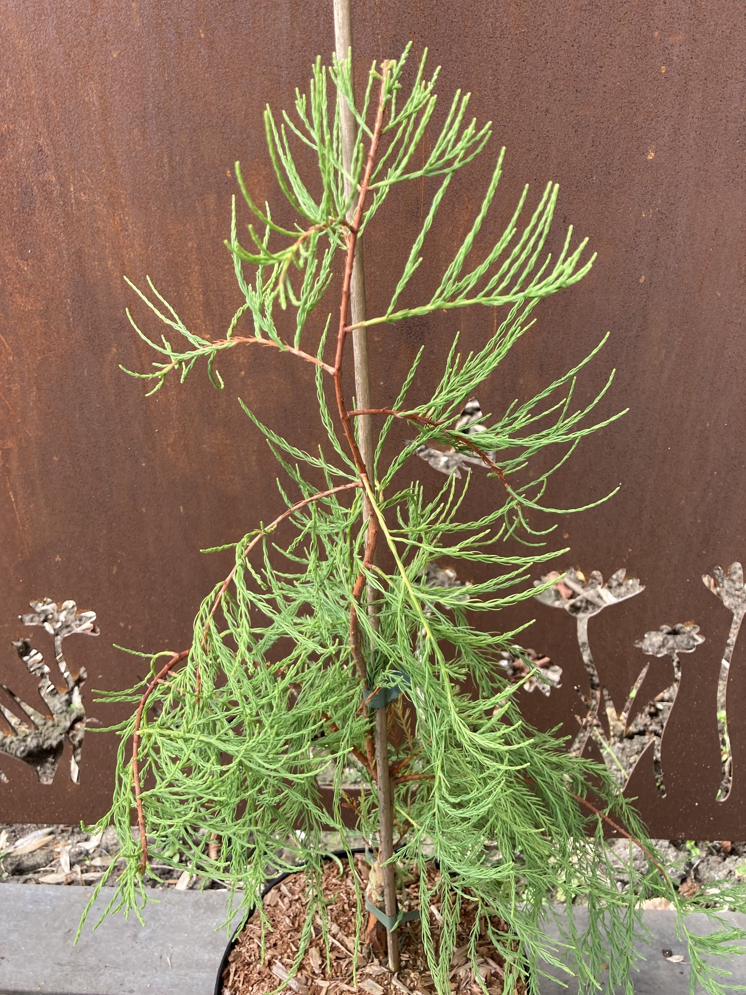 Taxodium distichum 'Nutans' - Herman Geers