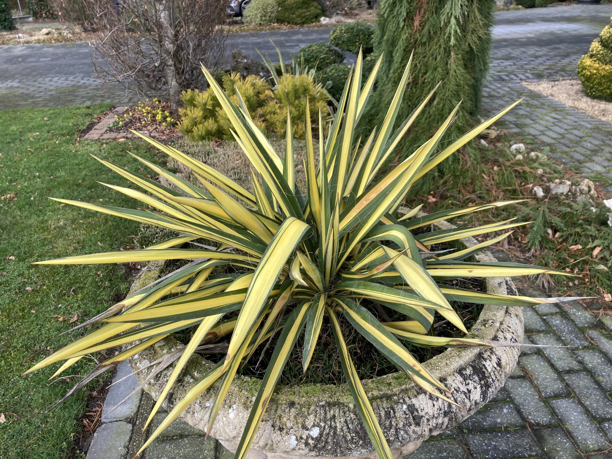 Yucca filamentosa 'Color Guard' - Herman Geers
