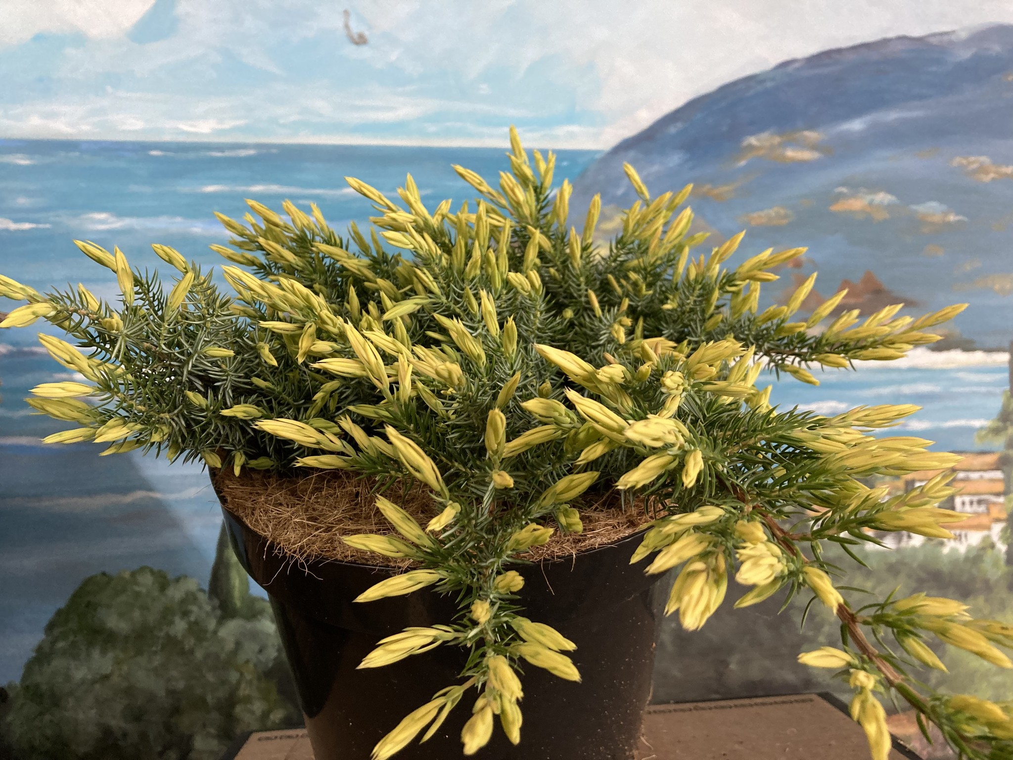 Juniperus conferta 'Sunflower' PBR - Herman Geers