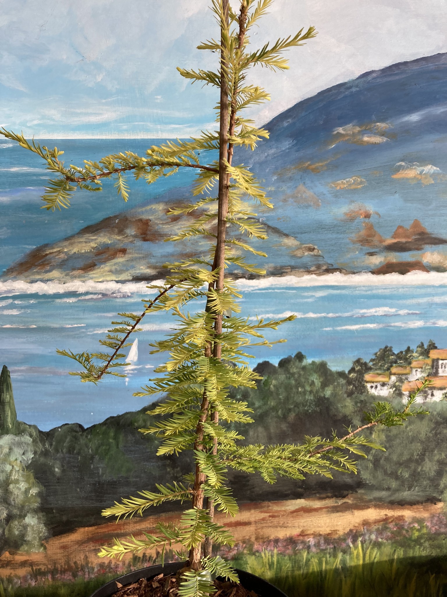 Taxodium distichum 'Pevé Minaret Yellow' - Herman Geers