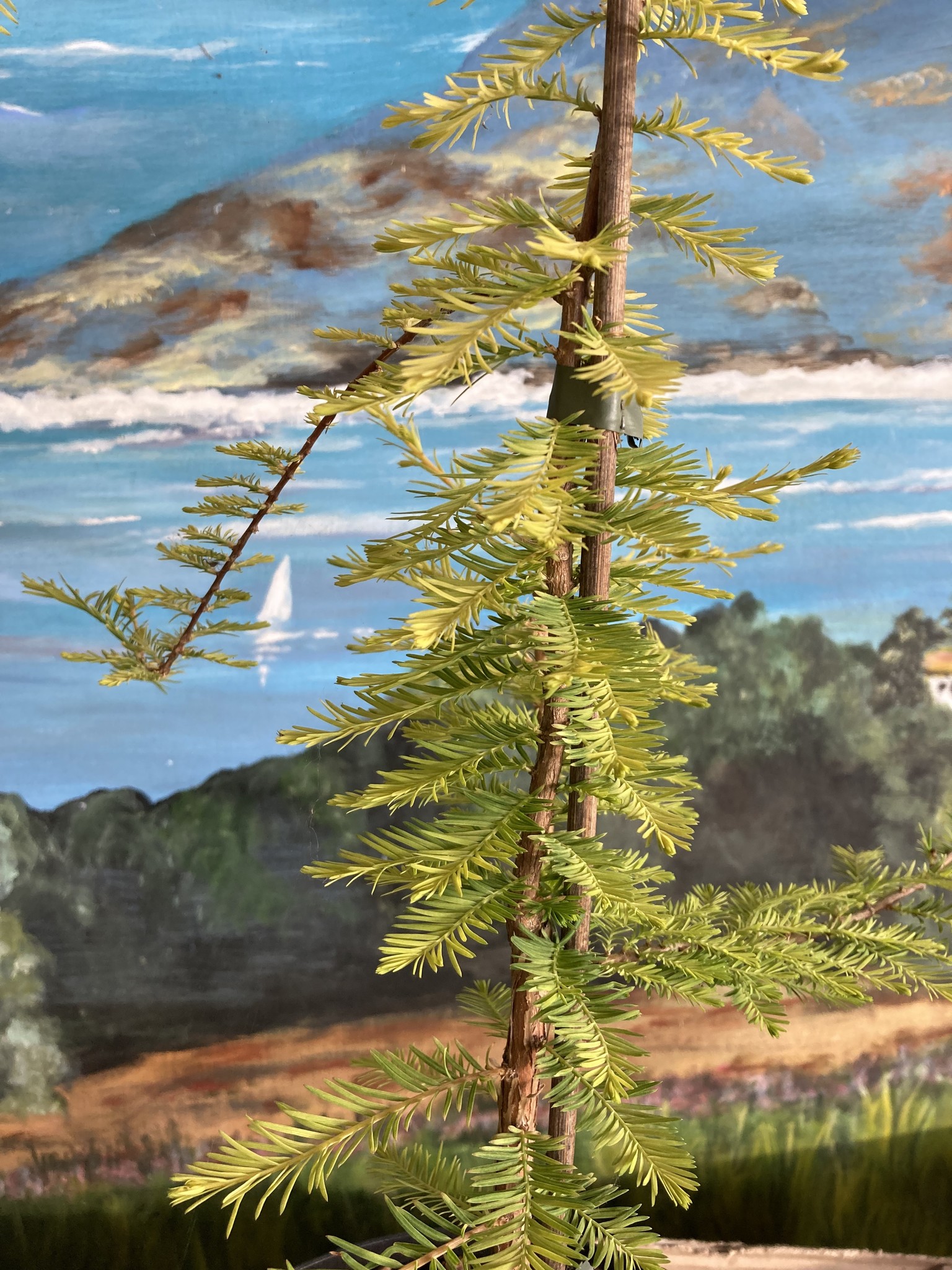 Taxodium distichum 'Pevé Minaret Yellow' - Herman Geers