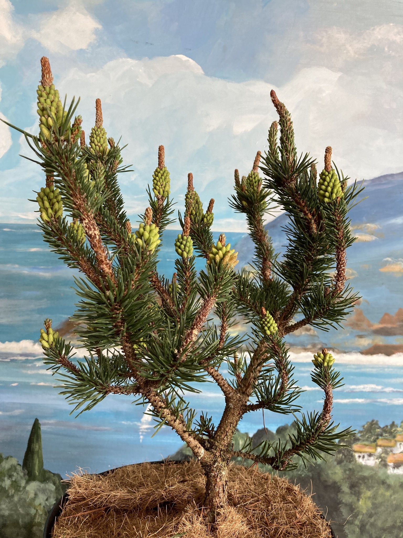 Pinus contorta 'Spaan's Dwarf' - Herman Geers
