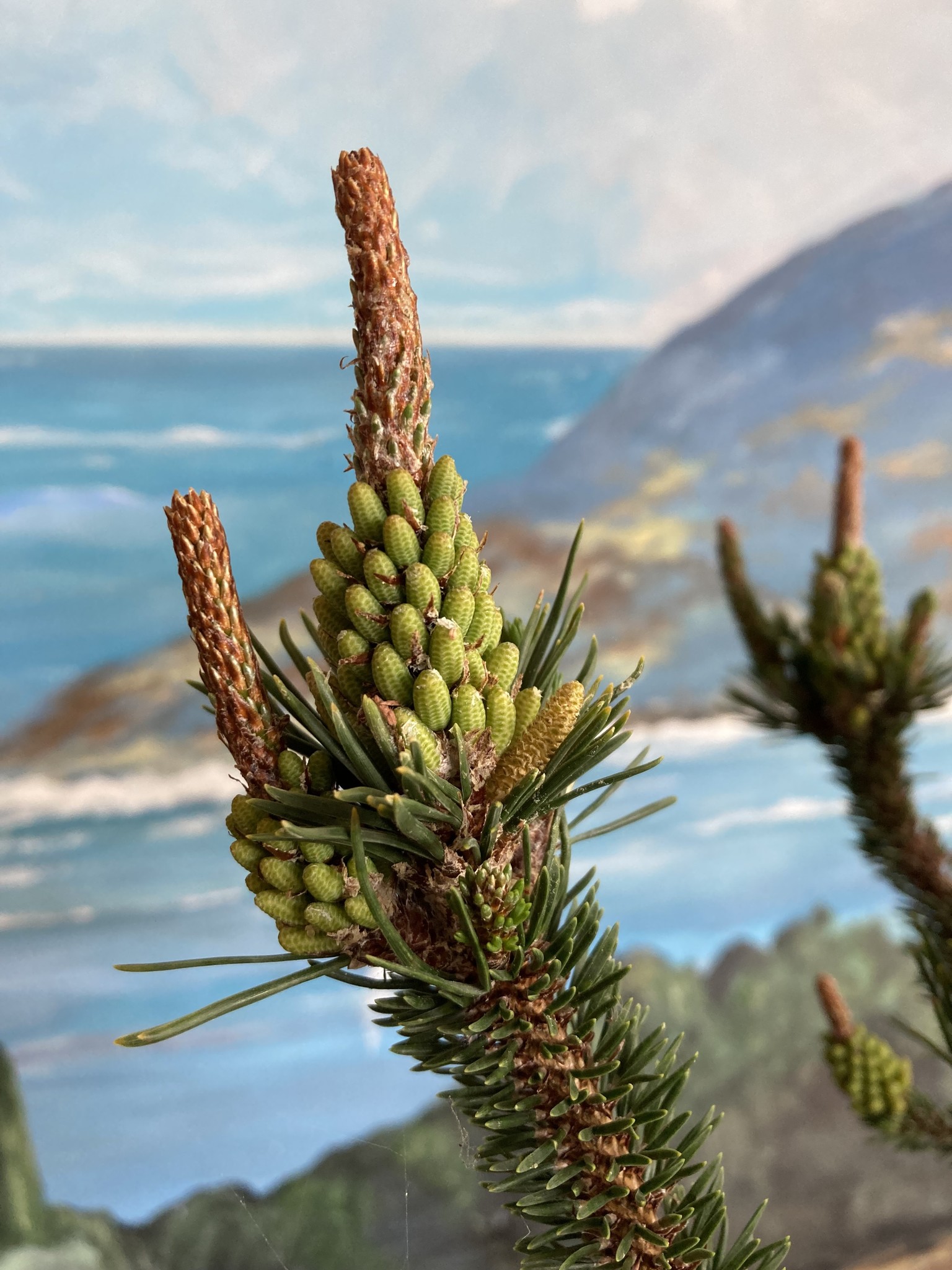Pinus contorta 'Spaan's Dwarf' - Herman Geers