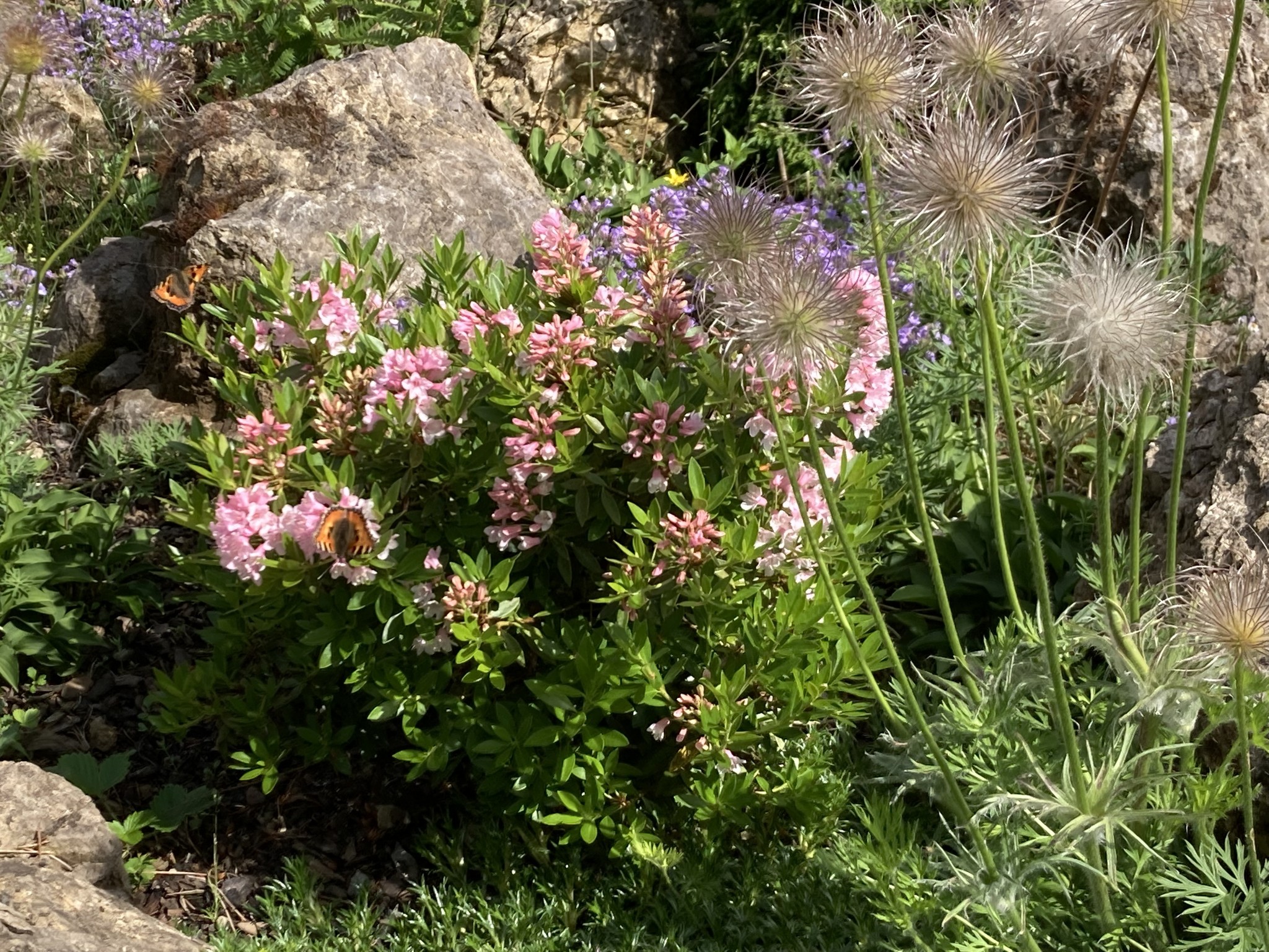 Rhododendron 'Bloombux' - Herman Geers