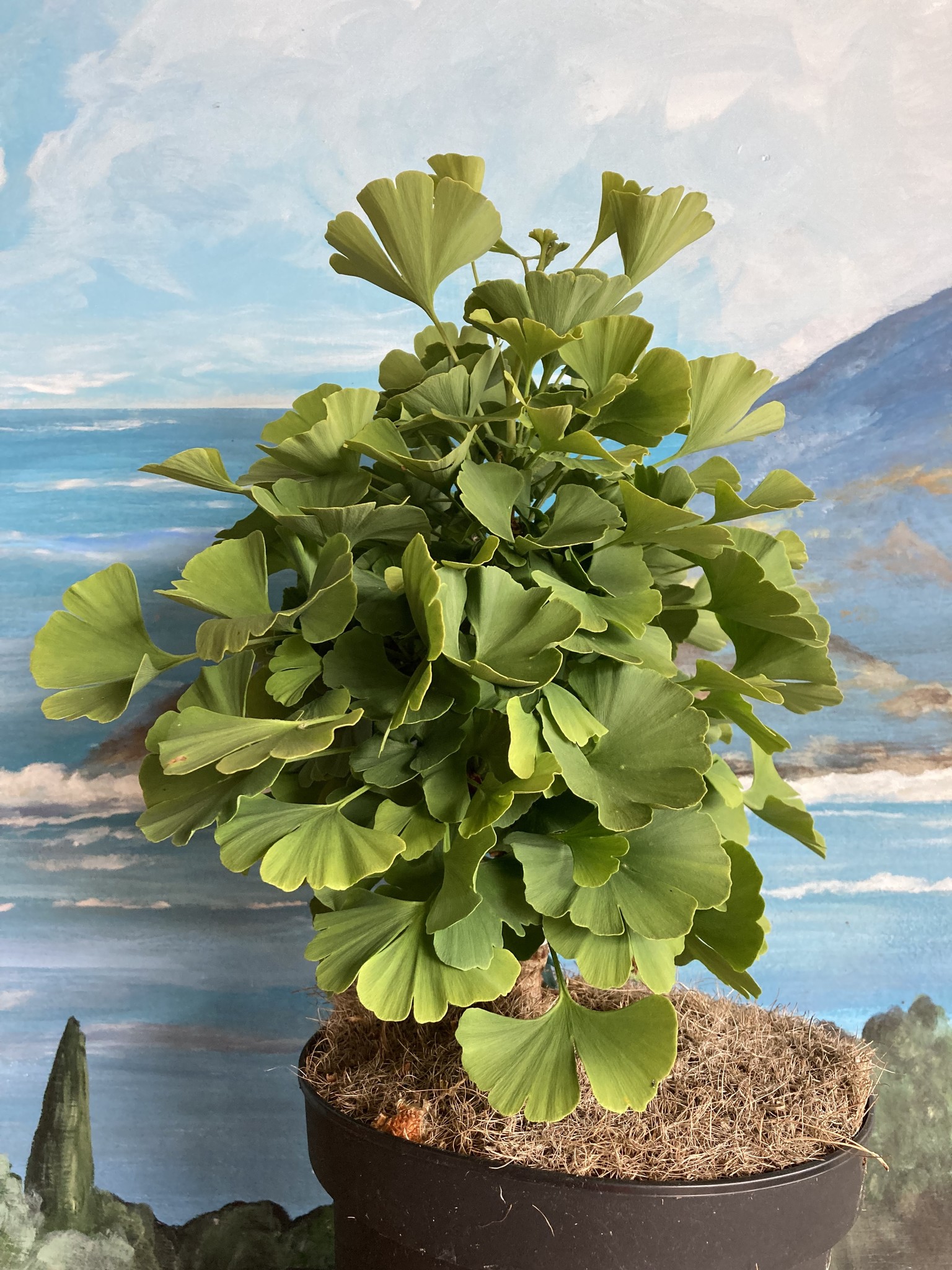 Ginkgo biloba 'Everton Broom' - Herman Geers