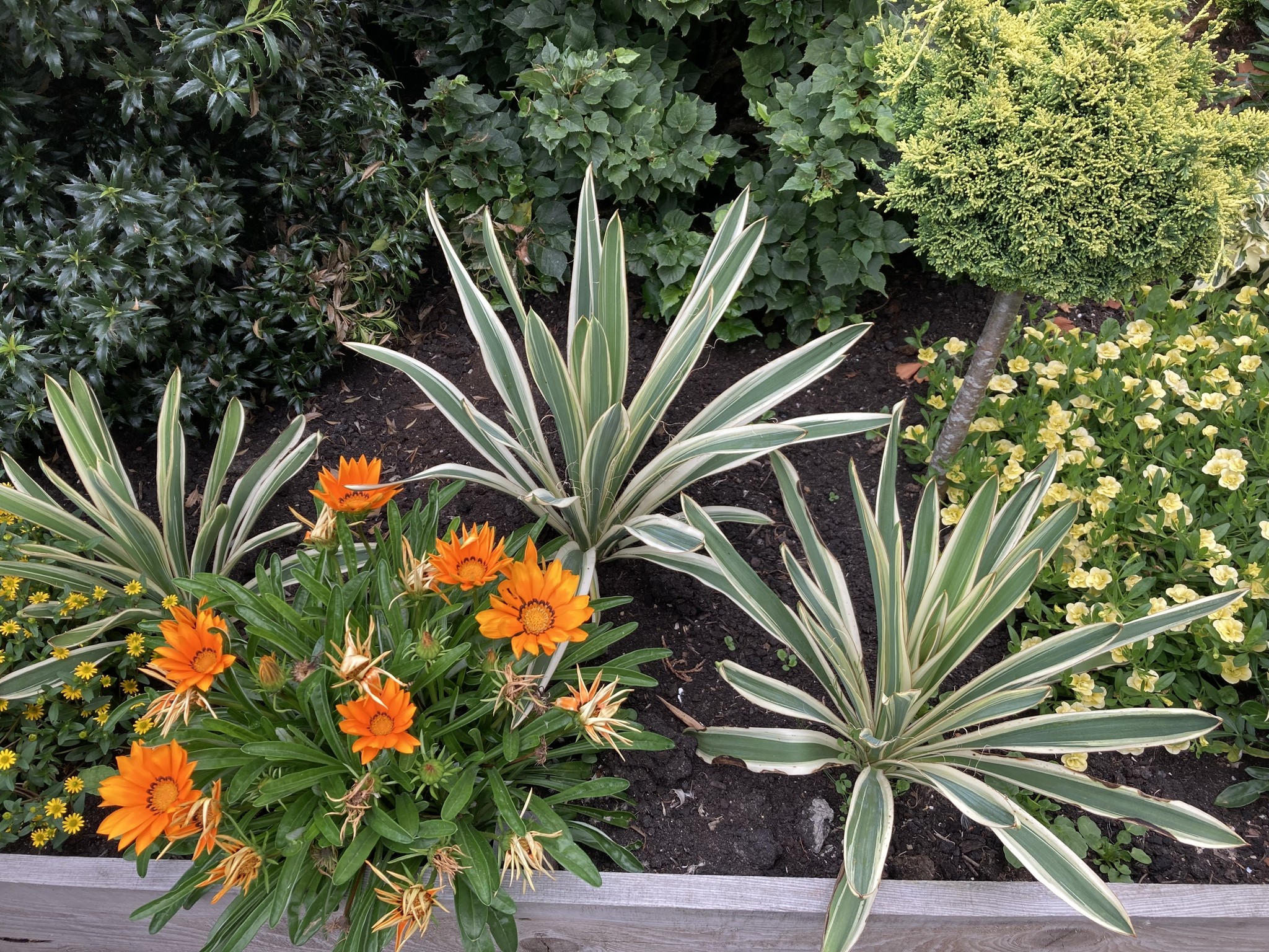 Yucca flaccida 'Ivory Towers' - Herman Geers