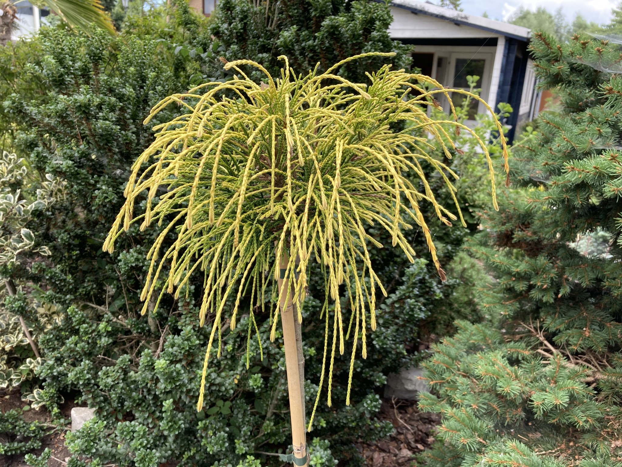 Thuja plicata 'Golden Whipcord' - Herman Geers