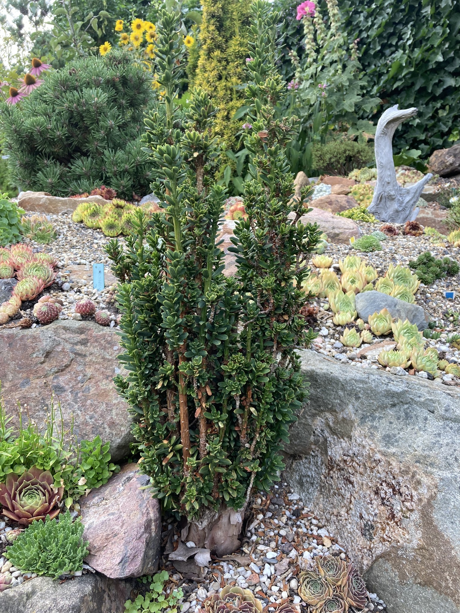 Taxus baccata 'Green Column' - Herman Geers