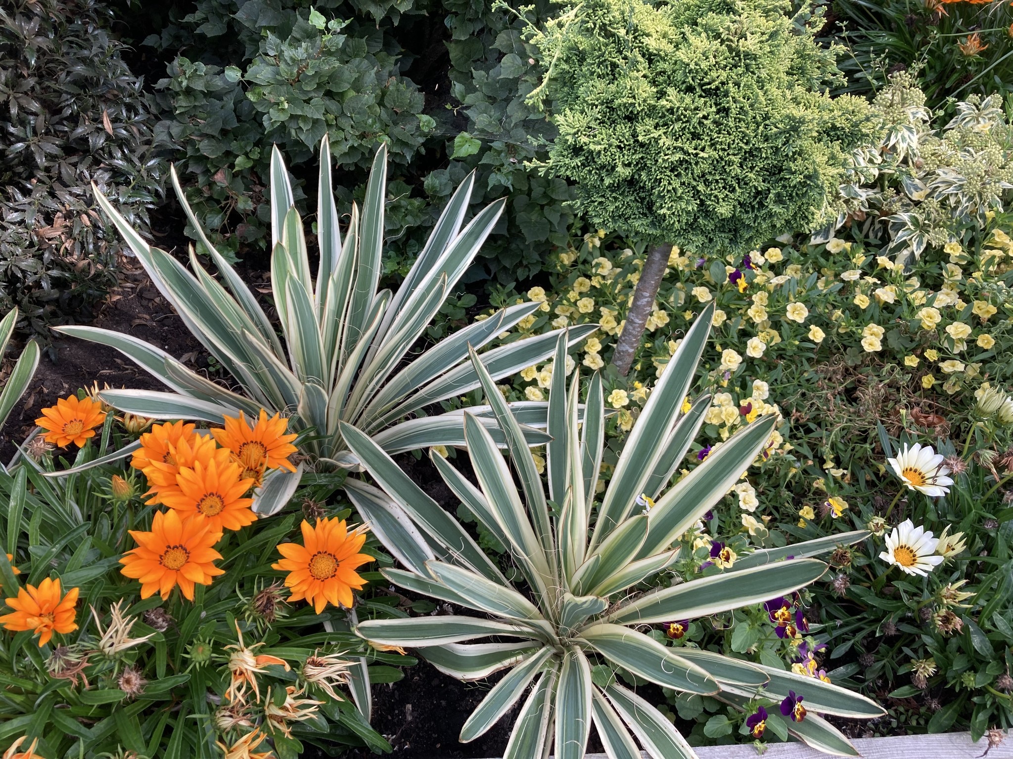 Yucca flaccida 'Ivory Towers' - Herman Geers