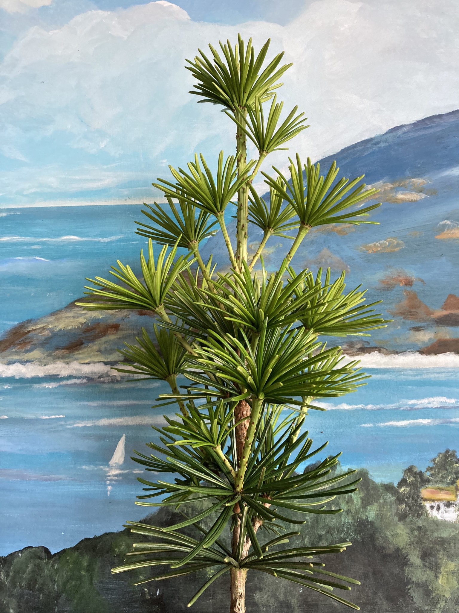 Sciadopitys verticillata 'Sternschnuppe' - Herman Geers